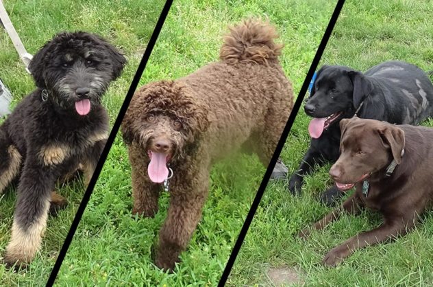 Tigard Dog Parks Open Up - Tigard Life