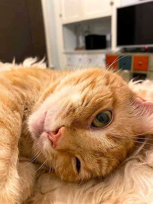 Coping with Losing a Pet - Tigard Life